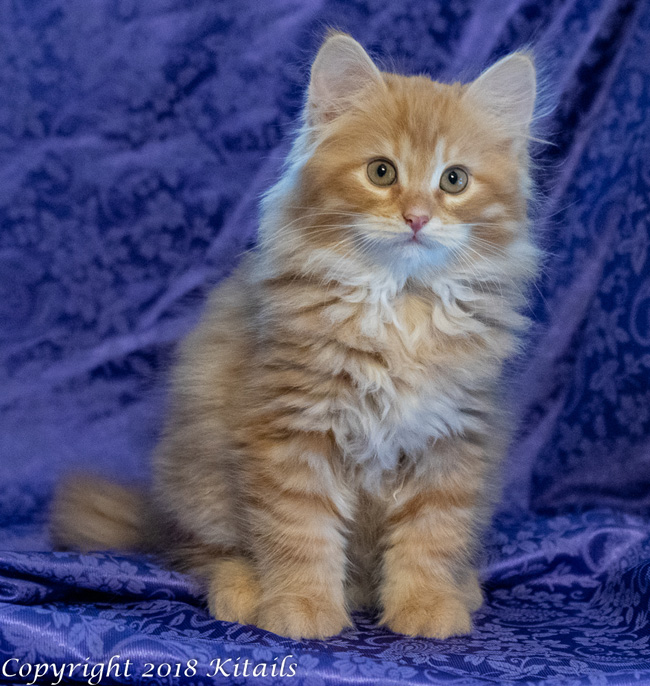 Kitails Siberians Massachusetts Siberian Kitten/Cat Breeder