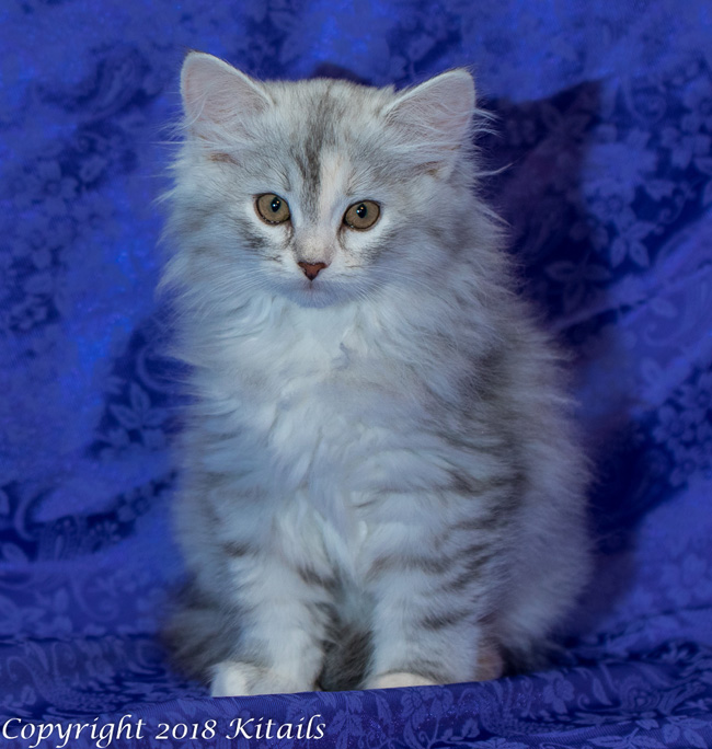 Kitails Siberians Massachusetts Siberian Kitten/Cat Breeder
